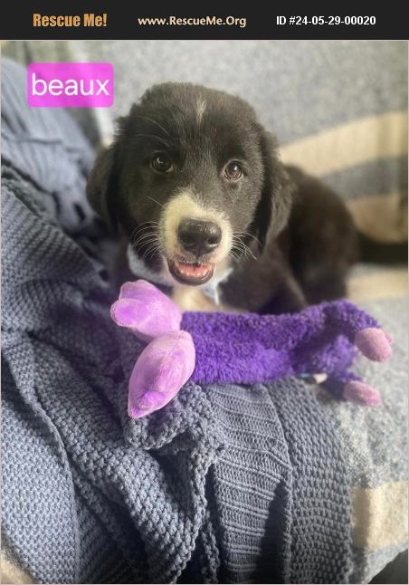 ADOPT 24052900020 ~ Lab Rescue ~ Seattle, WA