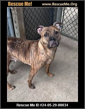 - Illinois Dog Rescue - ADOPTIONS - Rescue Me!