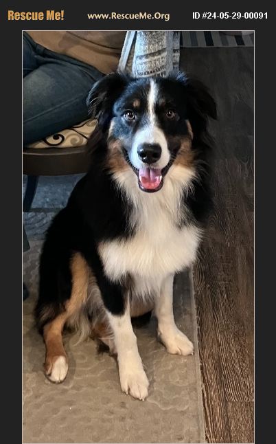 ADOPT 24052900091 ~ Australian Shepherd Rescue ~ Virginia Beach, VA