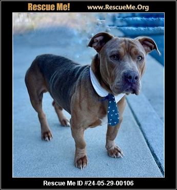 - Georgia American Bulldog Rescue - ADOPTIONS - Rescue Me!