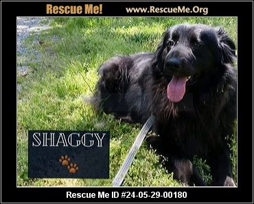 - Virginia Dog Rescue - ADOPTIONS - Rescue Me!