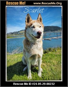 - Oregon Dog Rescue - ADOPTIONS - Rescue Me!