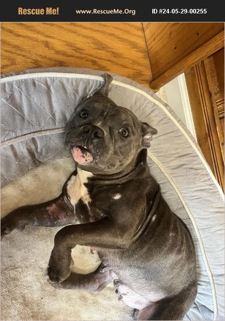 ADOPT 24052900255 ~ Bulldog Rescue ~ Raleigh, NC