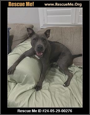 - Arizona Pit Bull Rescue - ADOPTIONS - Rescue Me!