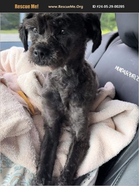 ADOPT 24052900285 ~ Poodle Rescue ~ Raleigh, NC