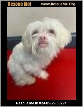 - North Carolina Maltese Rescue - ADOPTIONS - Rescue Me!