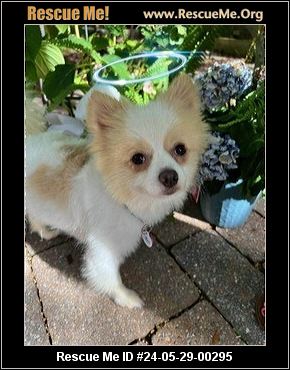 - Florida Pomeranian Rescue - ADOPTIONS - Rescue Me!