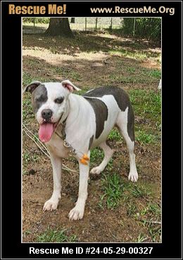 - South Carolina Dog Rescue - ADOPTIONS - Rescue Me!