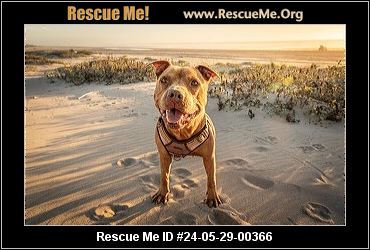 - Washington Dog Rescue - ADOPTIONS - Rescue Me!