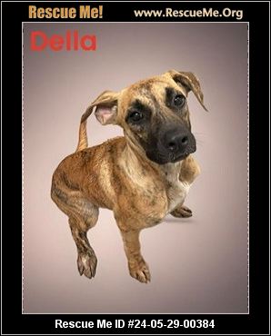 - Florida Black Mouth Cur Rescue - ADOPTIONS - Rescue Me!