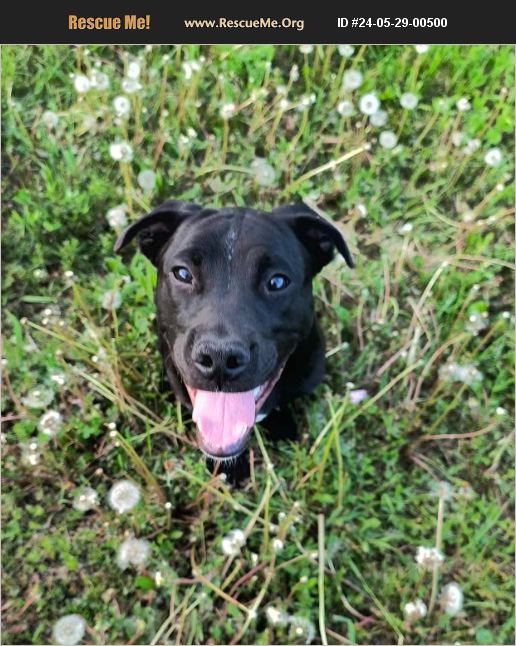 ADOPT 24052900500 ~ Lab Rescue ~ Binghamton, NY