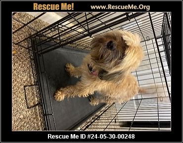 - Michigan Yorkie Rescue - ADOPTIONS - Rescue Me!
