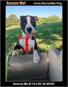 - Florida Dog Rescue - ADOPTIONS - Rescue Me!