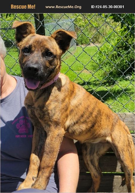ADOPT 24053000301 ~ Mountain Cur Rescue ~ cambridge, OH