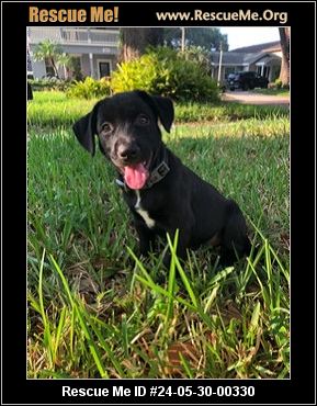 - Florida Dog Rescue - ADOPTIONS - Rescue Me!