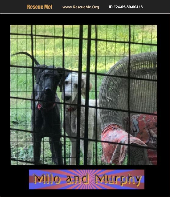 ADOPT 24053000413 ~ Poodle Rescue ~ Murfreesboro, TN