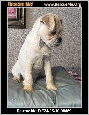 - California Pug Rescue - ADOPTIONS - Rescue Me!
