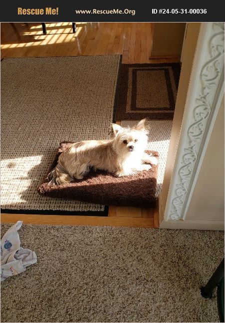 ADOPT 24053100036 ~ Yorkie Rescue ~ Clinton Township, MI