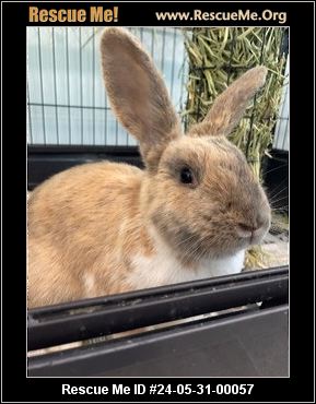 - Pennsylvania Rabbit Rescue - ADOPTIONS - Rescue Me!