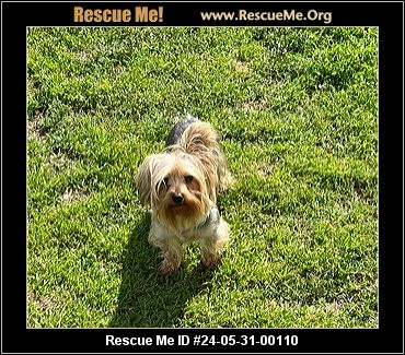 - Texas Yorkie Rescue - ADOPTIONS - Rescue Me!
