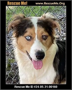 - Virginia Dog Rescue - ADOPTIONS - Rescue Me!