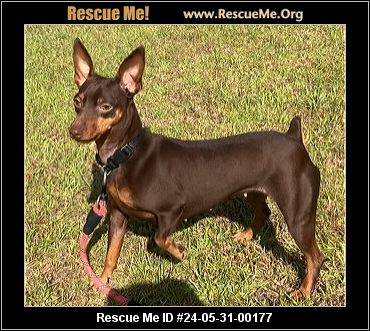 - Georgia Miniature Pinscher Rescue - ADOPTIONS - Rescue Me!