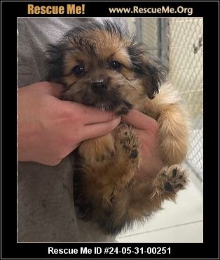 - Virginia Dog Rescue - ADOPTIONS - Rescue Me!