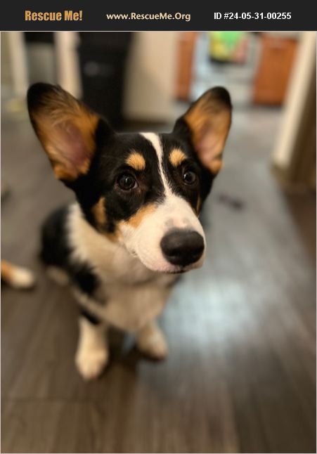 ADOPT 24053100255 ~ Corgi Rescue ~ McKinney, TX