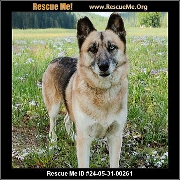 - Ohio Siberian Husky Rescue - ADOPTIONS - Rescue Me!