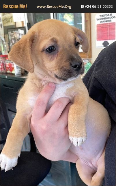 ADOPT 24053100262 ~ Chihuahua Rescue ~ Heathsville, VA