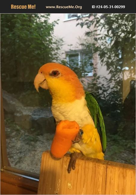 ADOPT 24053100299 ~ Pet Bird Rescue ~ New York, NY