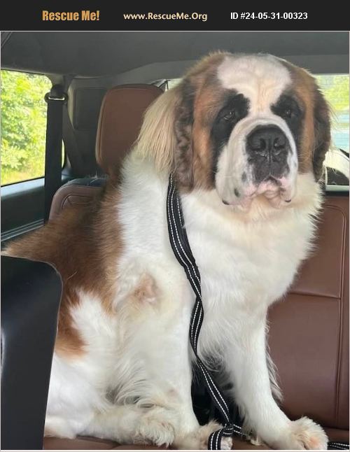 ADOPT 24053100323 ~ Saint Bernard Rescue ~ Davidson, NC
