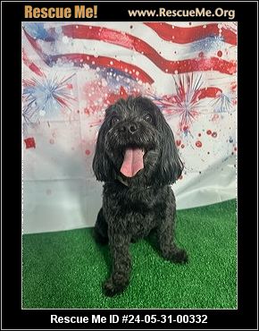 - Pennsylvania Cockapoo Rescue - ADOPTIONS - Rescue Me!