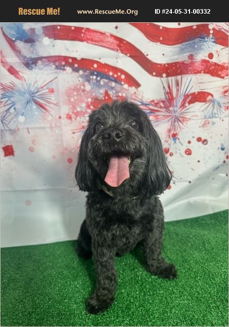 ADOPT 24053100332 ~ Cockapoo Rescue ~ New stanton, PA