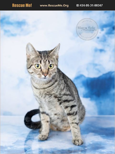 ADOPT 24053100347 ~ American Shorthair Rescue ~ Providence, RI