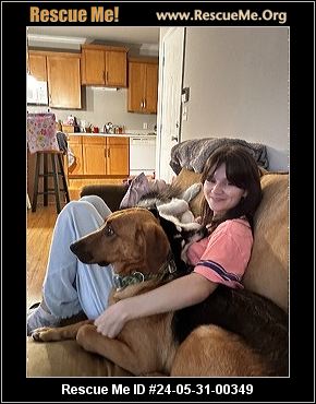 - North Carolina Black and Tan Coonhound Rescue - ADOPTIONS - Rescue Me!