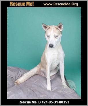 - Rhode Island Dog Rescue - ADOPTIONS - Rescue Me!