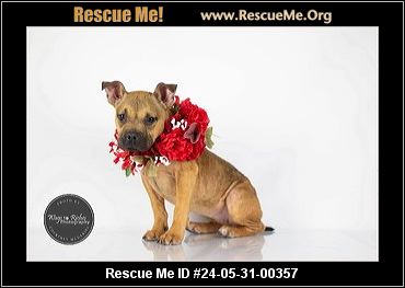 - Rhode Island Dog Rescue - ADOPTIONS - Rescue Me!