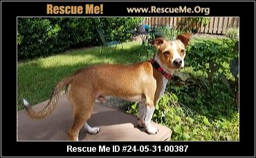 - Florida Jack Russell Rescue - ADOPTIONS - Rescue Me!