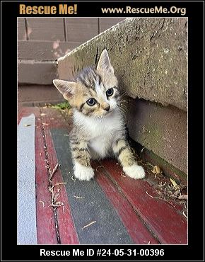 - Ohio Cat Rescue - ADOPTIONS - Rescue Me!