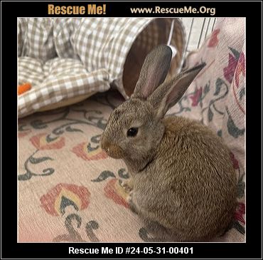 - Oklahoma Rabbit Rescue - ADOPTIONS - Rescue Me!