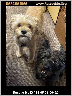 - Colorado Dog Rescue - ADOPTIONS - Rescue Me!