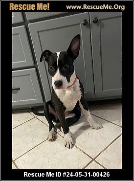 - Indiana Dog Rescue - ADOPTIONS - Rescue Me!