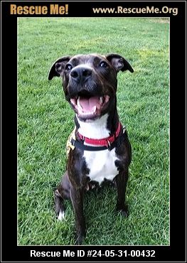 - Indiana Dog Rescue - ADOPTIONS - Rescue Me!