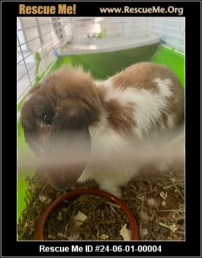 - Illinois Rabbit Rescue - ADOPTIONS - Rescue Me!