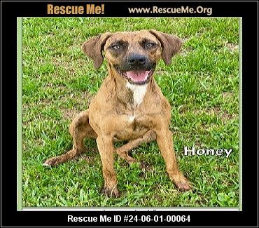 - Florida Dog Rescue - ADOPTIONS - Rescue Me!