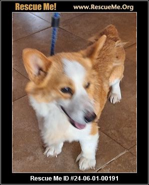 - California Corgi Rescue - ADOPTIONS - Rescue Me!