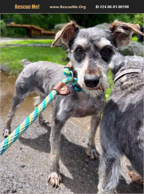 ADOPT 24060100198 ~ Schnauzer Rescue ~ Bedford Hills, NY