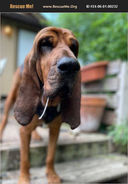 ADOPT 24060100232 ~ Bloodhound Rescue ~ San Antonio, TX