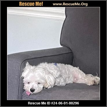 - North Carolina Maltese Rescue - ADOPTIONS - Rescue Me!